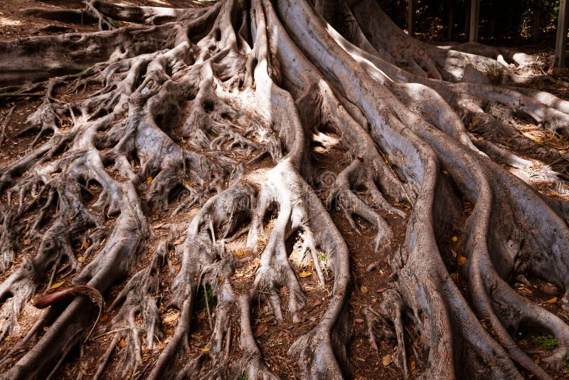 Moreton Bay Fig tree roots stock image. Image of roots - 32581251