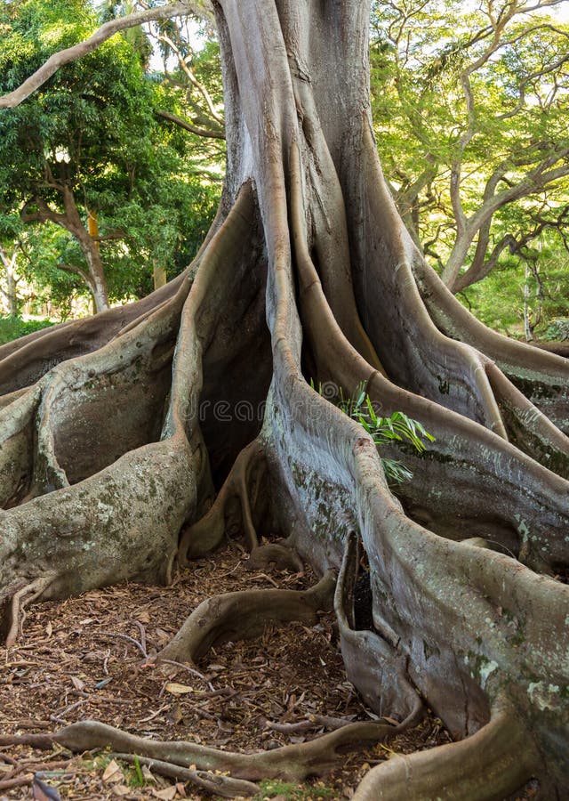 20+ Roots fig tree Free Stock Photos - StockFreeImages 20+ Roots fig tree Free Stock Photos - StockFreeImages
