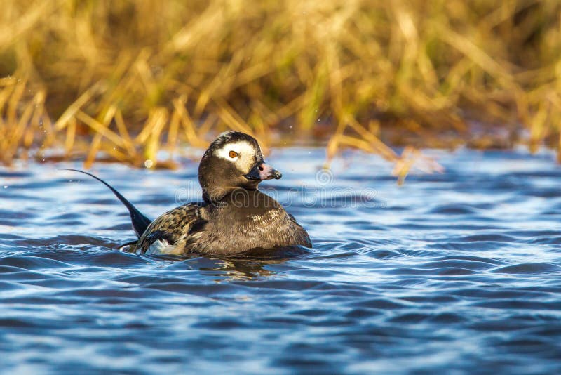 Moretta codona maschio immagine stock. Immagine di adulto - 41912233