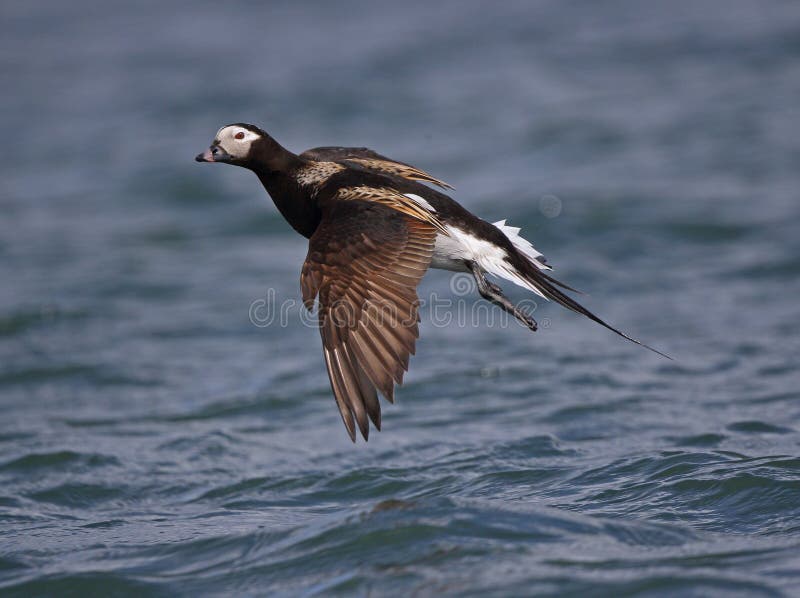 Moretta codona (Oldsquaw) immagine stock. Immagine di litoraneo - 55987249