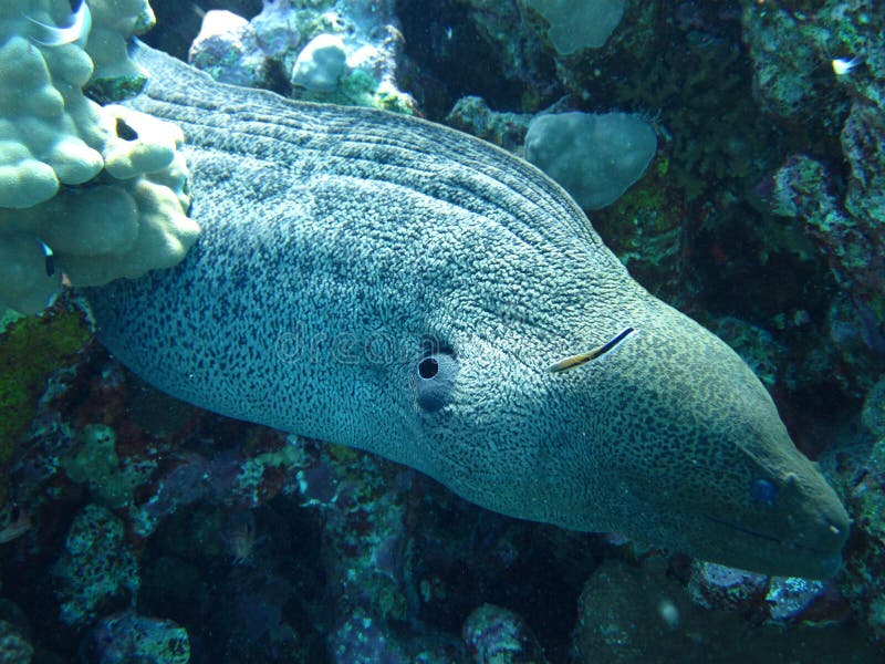 Morey in Coral Reef in Red Sea. Stock Photo - Image of fish, butterfly ...