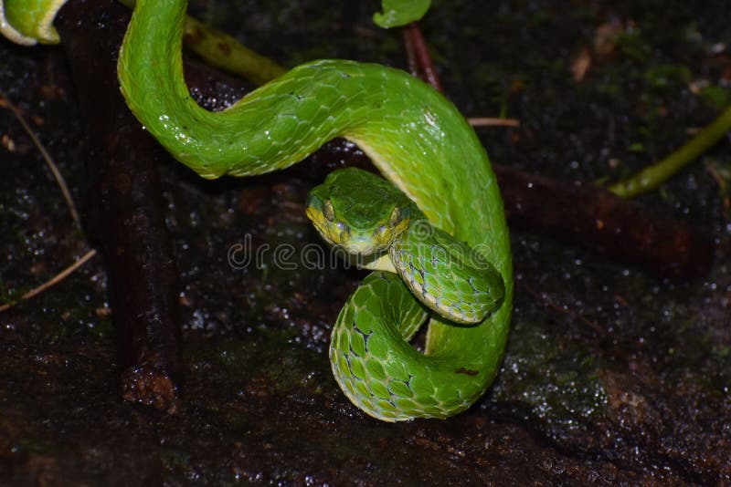 Morfa Verde Pitviper De Gran Escala Foto de archivo - Imagen de ...