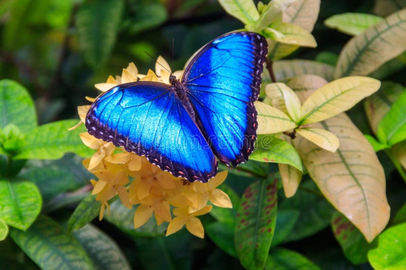 Morfo Morpho Menelaus Azul Menelaus En Flor Imagen de archivo - Imagen ...