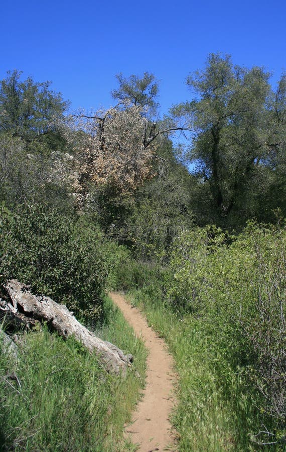 Morgan Trail 2 imagen de archivo. Imagen de paisaje, bosque - 39821037