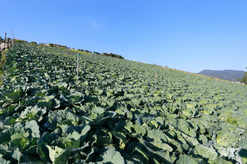 Morgen am Kohlfeld stockbild. Bild von thailand, grün - 108768701