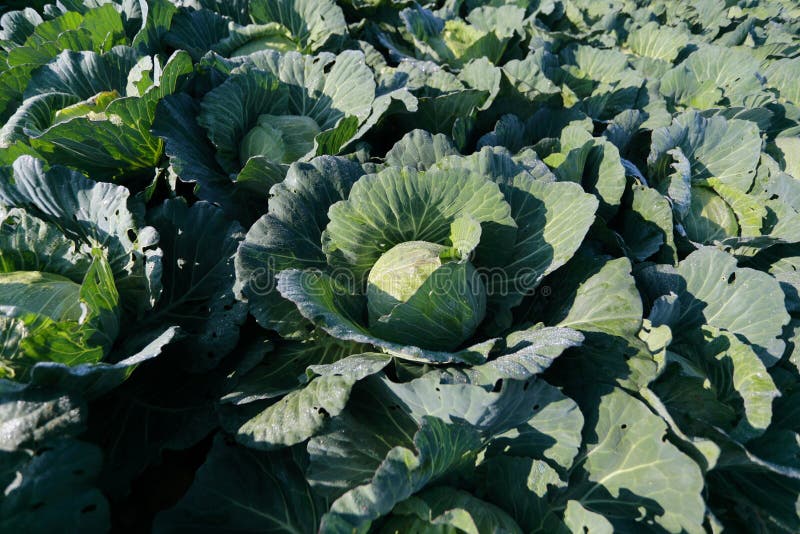 Morgen am Kohlfeld stockbild. Bild von thailand, grün - 108768701