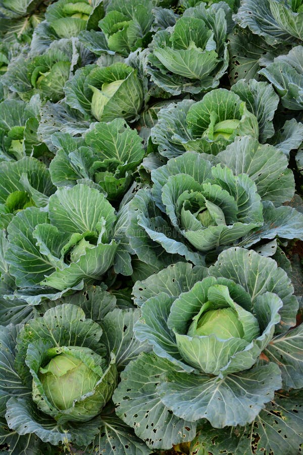 Kohlfeld stockbild. Bild von kohl, feld, betrieb, nahrung - 17332623