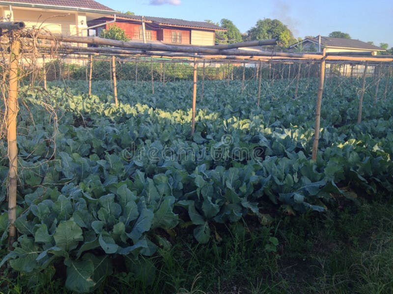 Morgen am Kohlfeld redaktionelles stockbild. Bild von plantage - 46010419