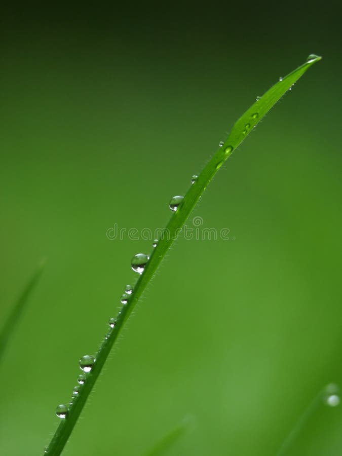 Morgen-Tau stockbild. Bild von makro, morgen, rasen, feld - 1021969