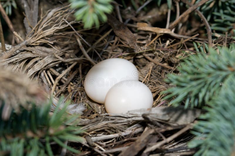 Taubeneier stockfoto. Bild von frech, blatt, neugeboren - 42219016