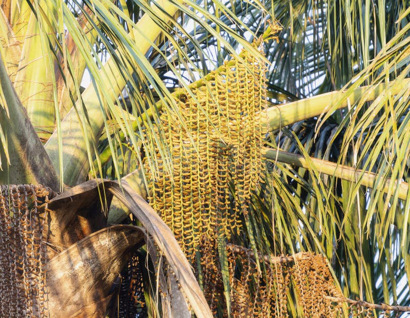 Moriche Palm (Mauritia Flexuosa) in Brazil Stock Photo - Image of ...