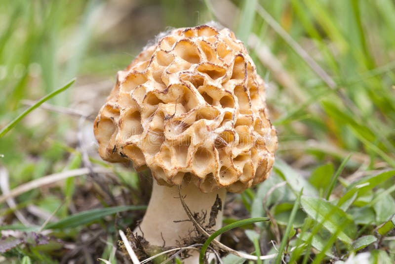 Hongo De La Morilla Común (Morchella Esculenta) Foto de archivo ...
