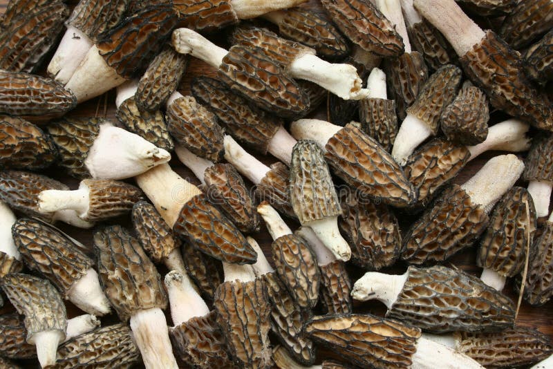 Morilla, Morchella Esculenta. Foto de archivo - Imagen de comestible ...
