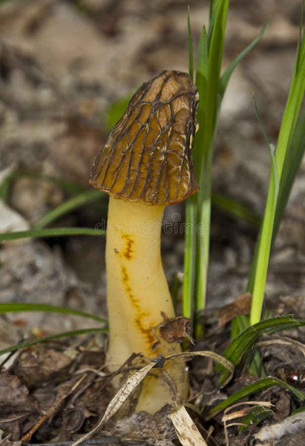 Morilla de la seta imagen de archivo. Imagen de bosque - 145784647