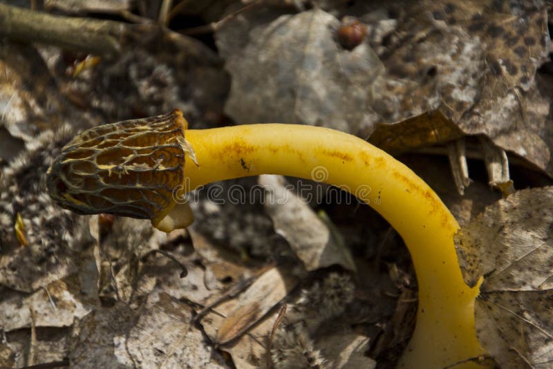 Morilla de la seta foto de archivo. Imagen de resorte - 145784766