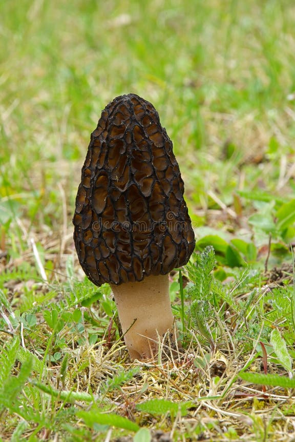 Morel 01 stock foto. Image of morel, groen, voedsel, morille - 5399926