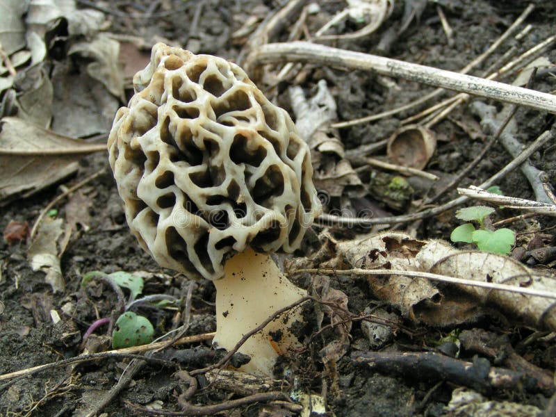 Morille-2 stock foto. Image of zwart, groei, sluit, alleen - 306452