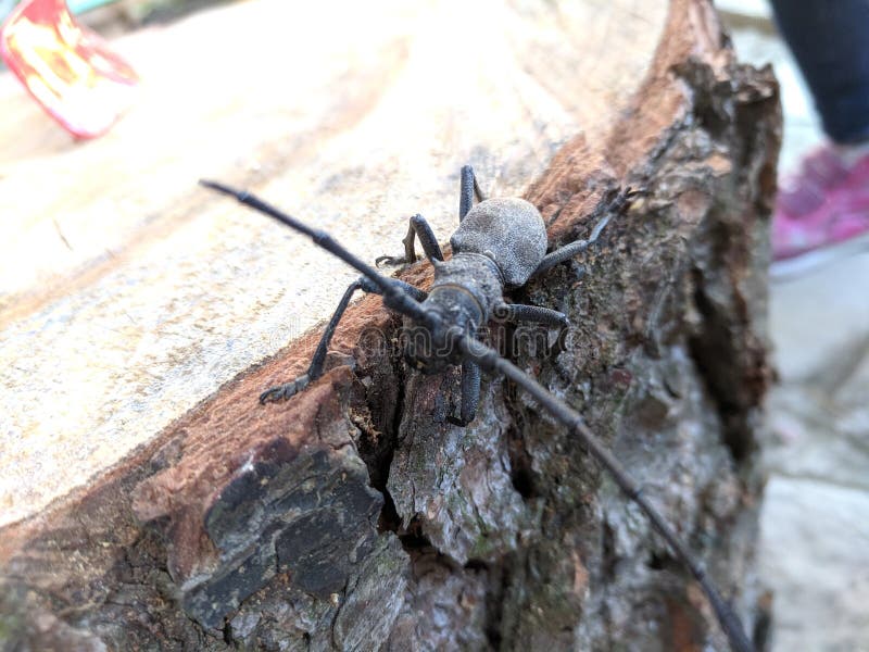 Morimus asper close up stock photo. Image of stump, wild - 150440072
