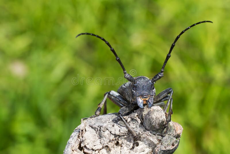 Morimus Funereus is a Species of Beetle in Family Cerambycidae or ...
