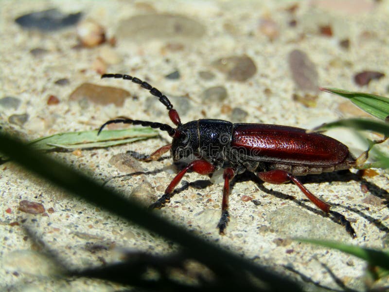 Morimus Funereus Close-up in Nature Stock Image - Image of black ...