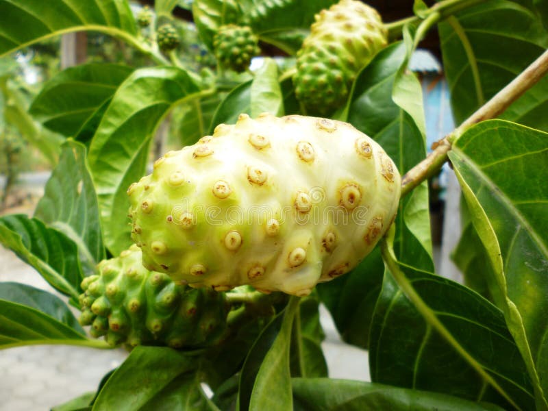 Morinda Citrifolia - Noni Fruit Tree Stock Image - Image of fruit ...