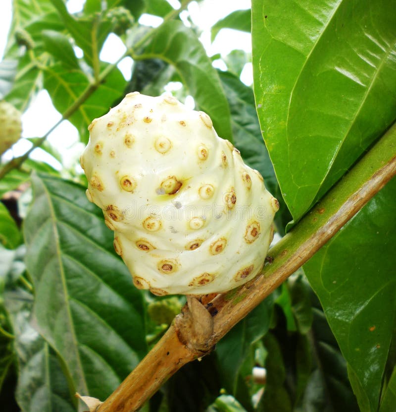Morinda Citrifolia - Noni Fruit Tree Stock Image - Image of leaf ...