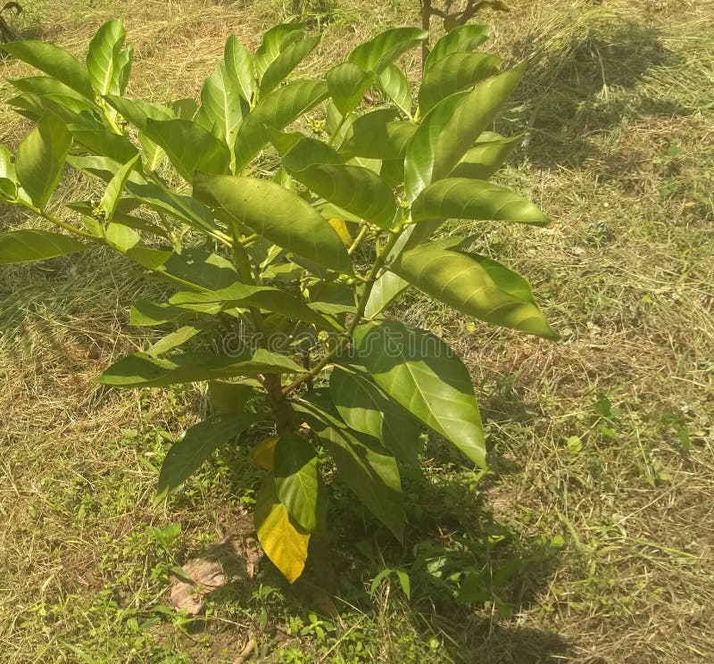 Morinda citrifolia tree stock image. Image of genesis - 126525285