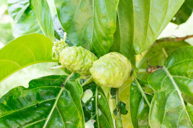 Morinda plant stock image. Image of ingredient, morinda - 34064369