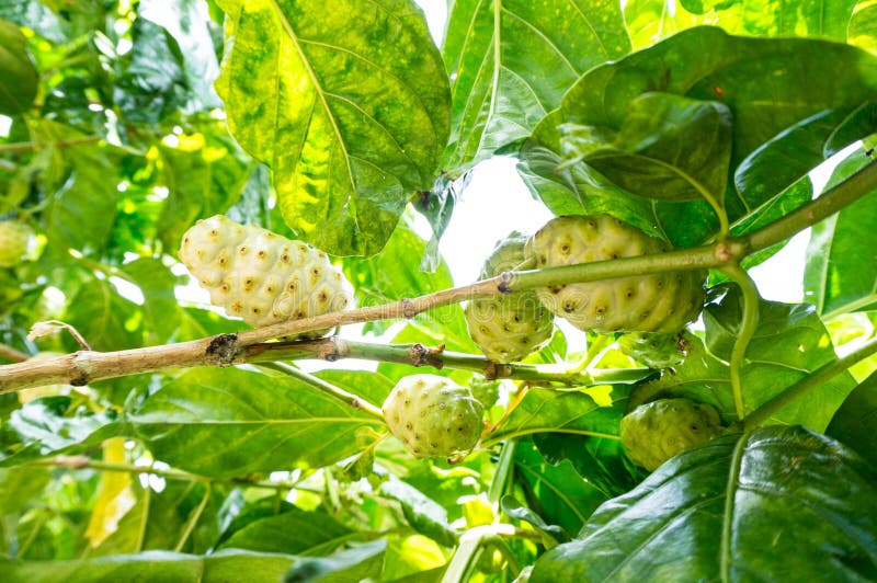 Morinda plant stock photo. Image of ingredient, fruit - 34075920