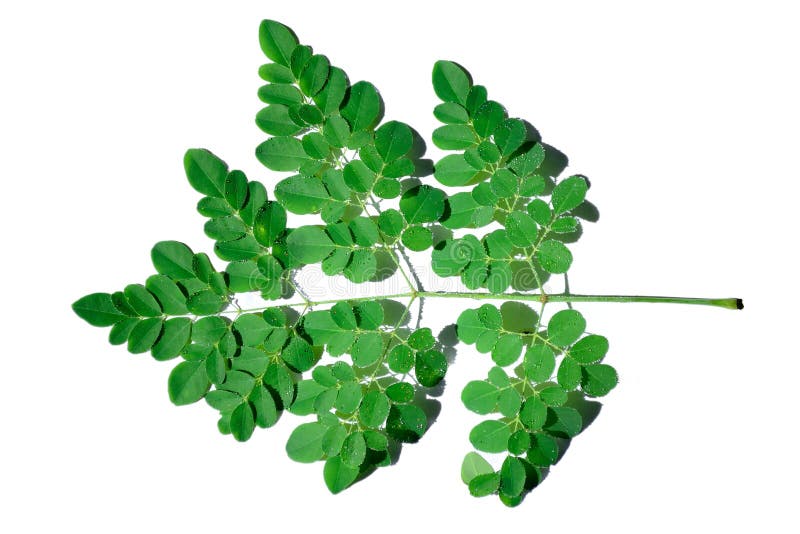 Moringa branches stock photo. Image of moringa, lush - 23579424