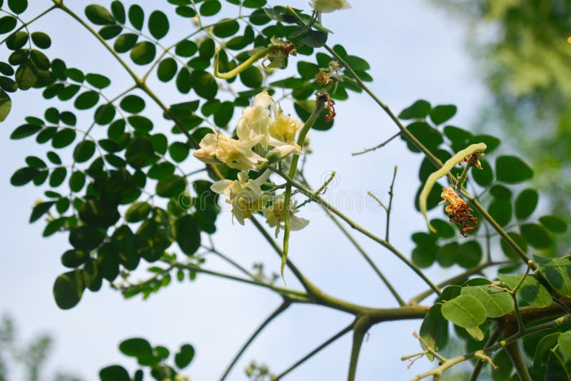Moringa Oleifera growth stock image. Image of garden - 179447819
