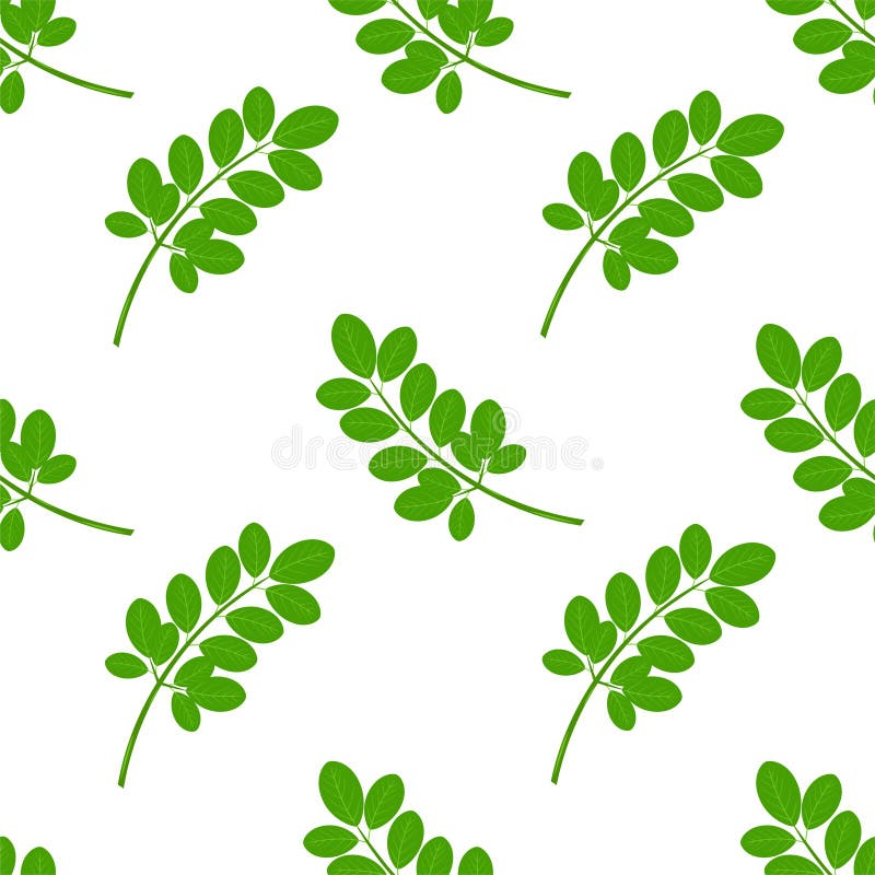 Moringa Branch Stock Illustrations – 333 Moringa Branch Stock ...
