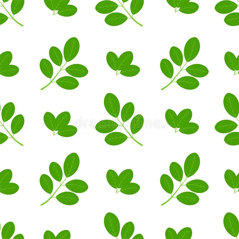 Moringa. Branch and Leaves. Seamless Pattern. Stock Vector ...