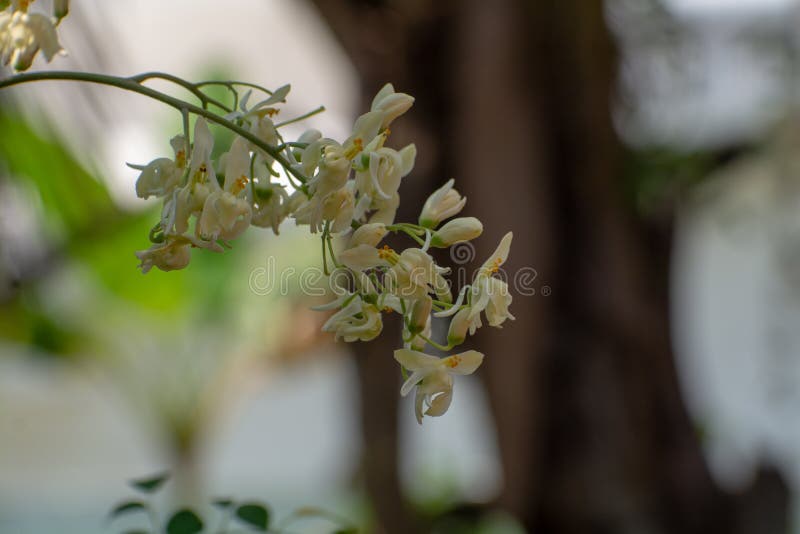 Moringa Flower stock image. Image of moringa, kerala - 181263105