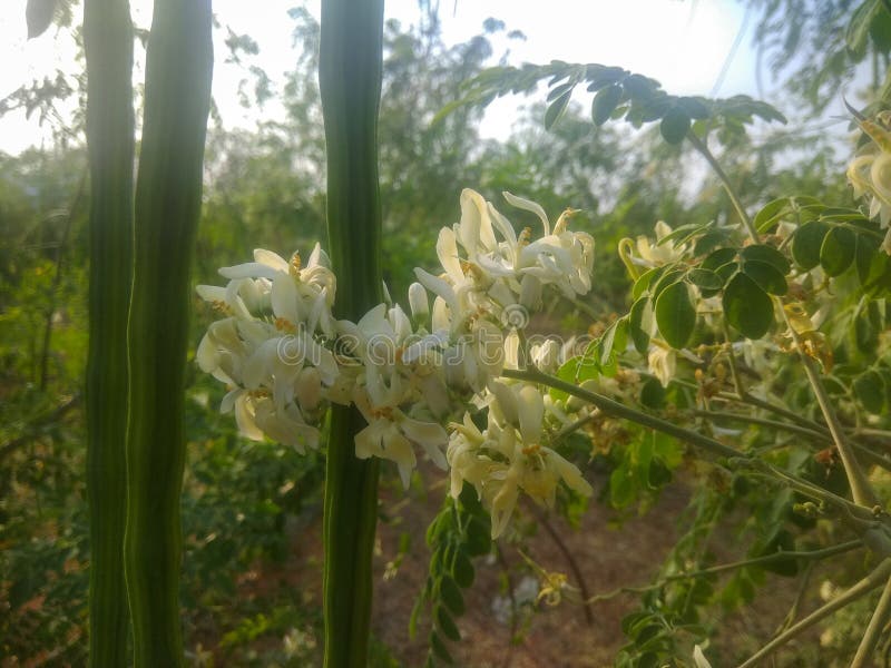Moringa Flowers with Drumsticks Stock Image - Image of moringa ...
