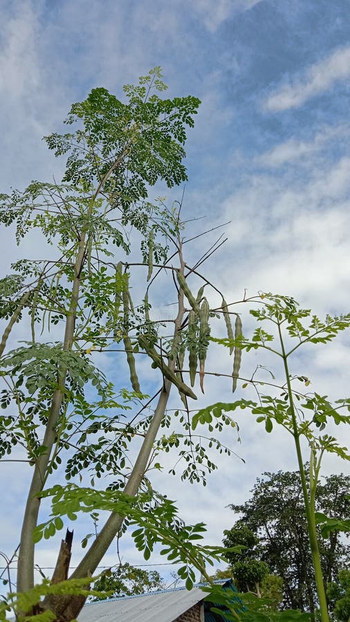 Moringa Fruit is a Vegetable that is Very Beneficial for Health. Stock ...