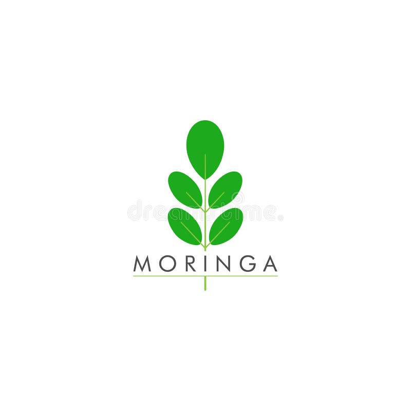Moringa Leaf Icon Logo Vector Design Template Stock Vector ...
