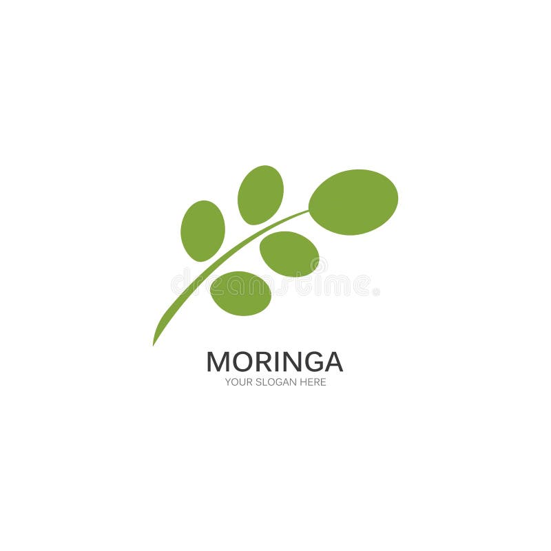 Moringa leaf illustration stock vector. Illustration of environment ...