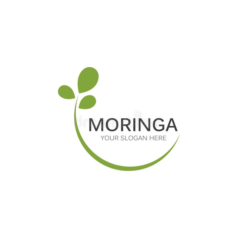 Moringa leaf illustration stock vector. Illustration of leaf - 187204276