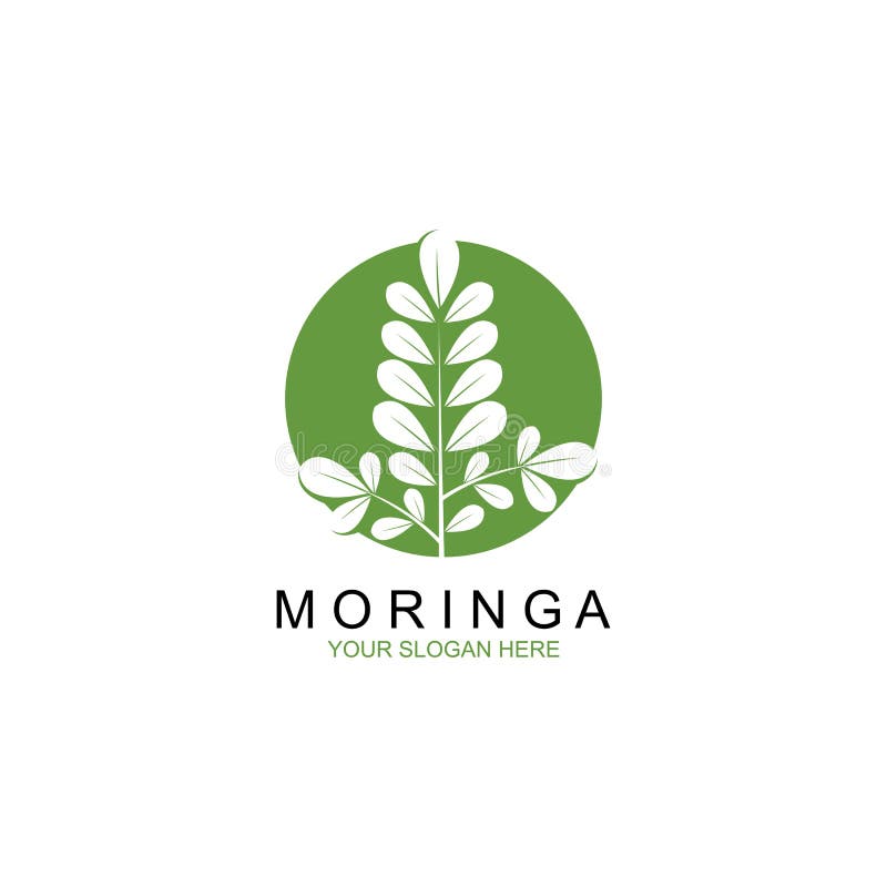 Moringa Leaf Illustration Vector Template Stock Vector - Illustration ...