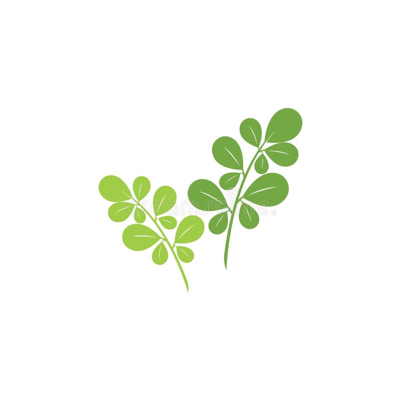 Moringa Leaf Illustration Vector Template Stock Vector - Illustration ...