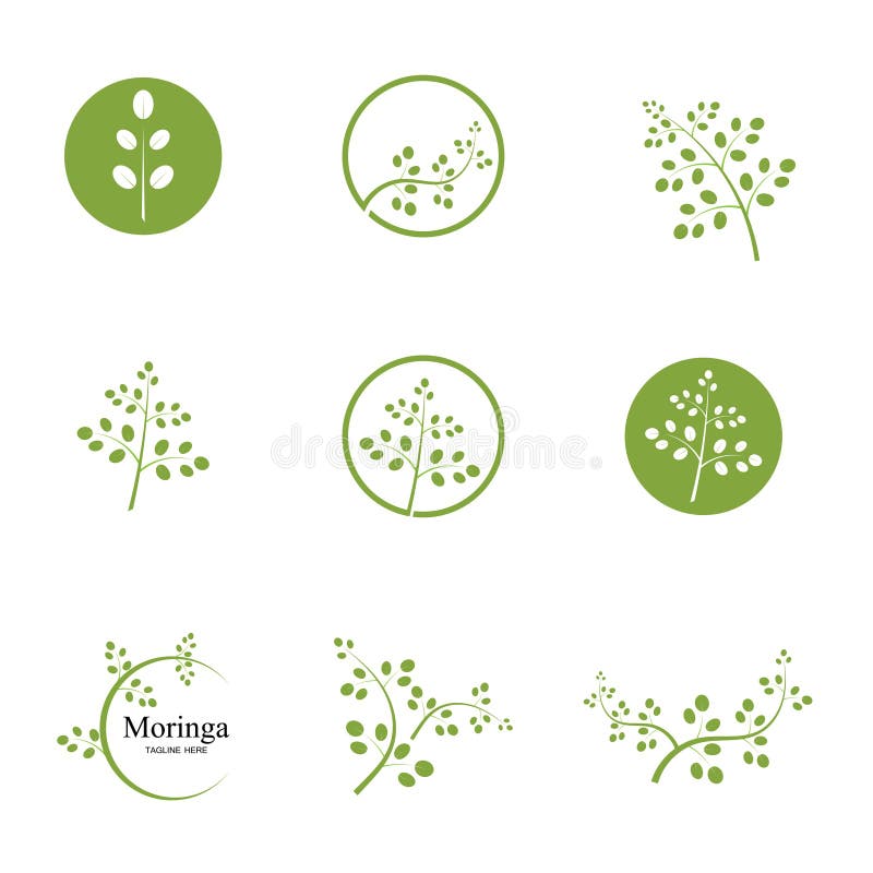 Moringa Vector Stock Illustrations – 909 Moringa Vector Stock ...