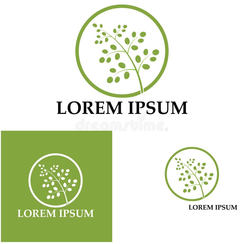 Fresh Leaves Moringa Powder Moringa Oleifera Stock Illustrations – 240 ...