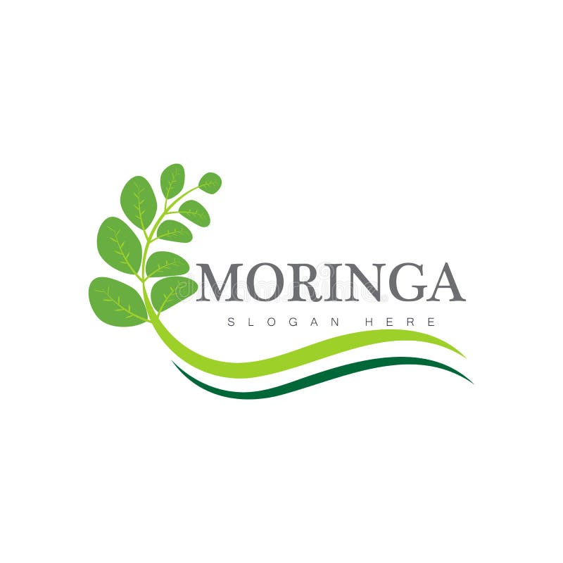 Moringa Leaf Icon Logo Vector Design Template Stock Vector ...