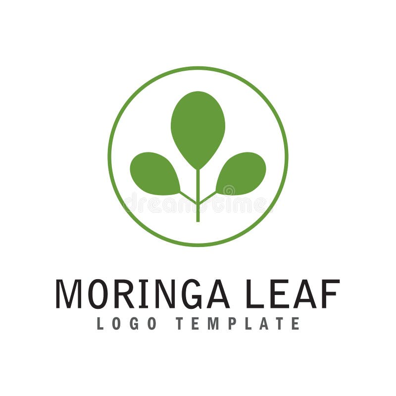 Moringa Leaf Logo Template Vector Symbol Nature Stock Vector ...