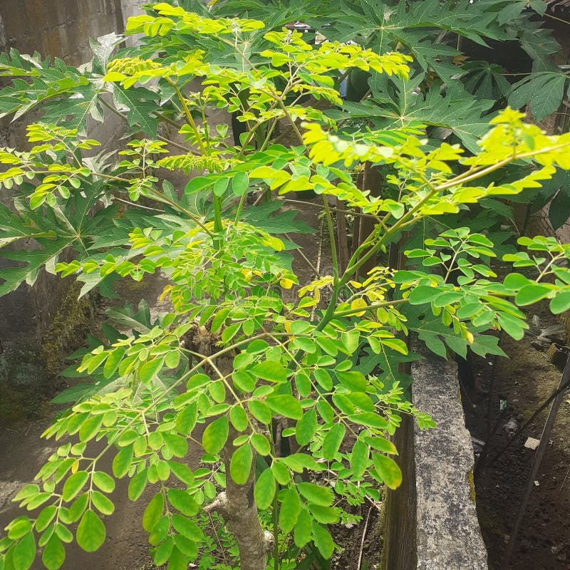 Moringa leaf plant stock image. Image of nature, moringa - 359897833