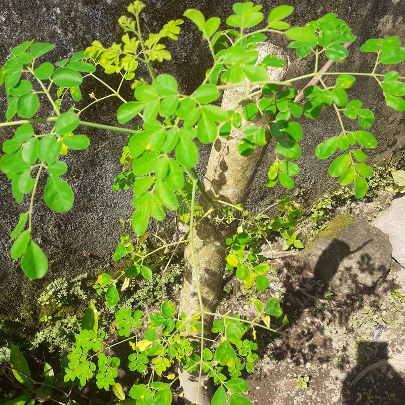Moringa leaf plant stock image. Image of moringa, nature - 359901973