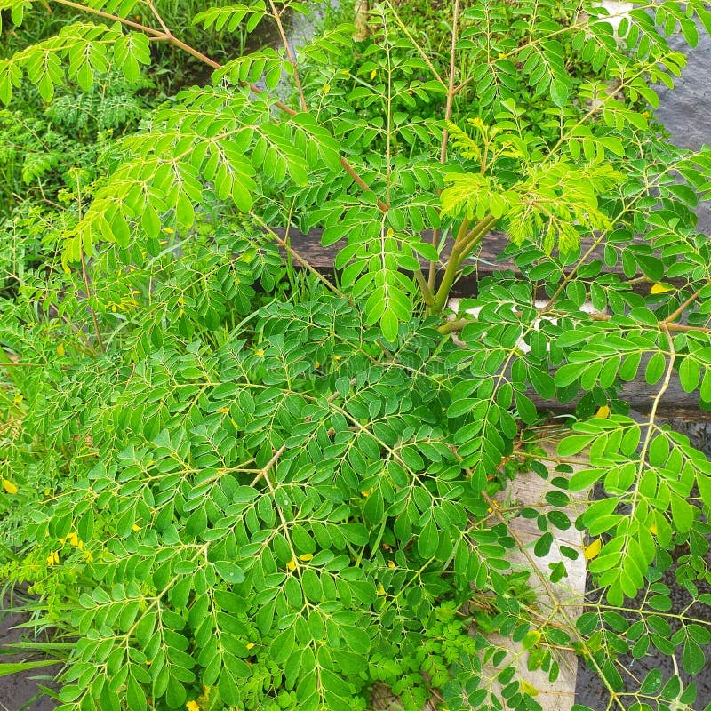 Moringa Leaf Plant Green Tree Stock Image - Image of tree, leaf: 361842103