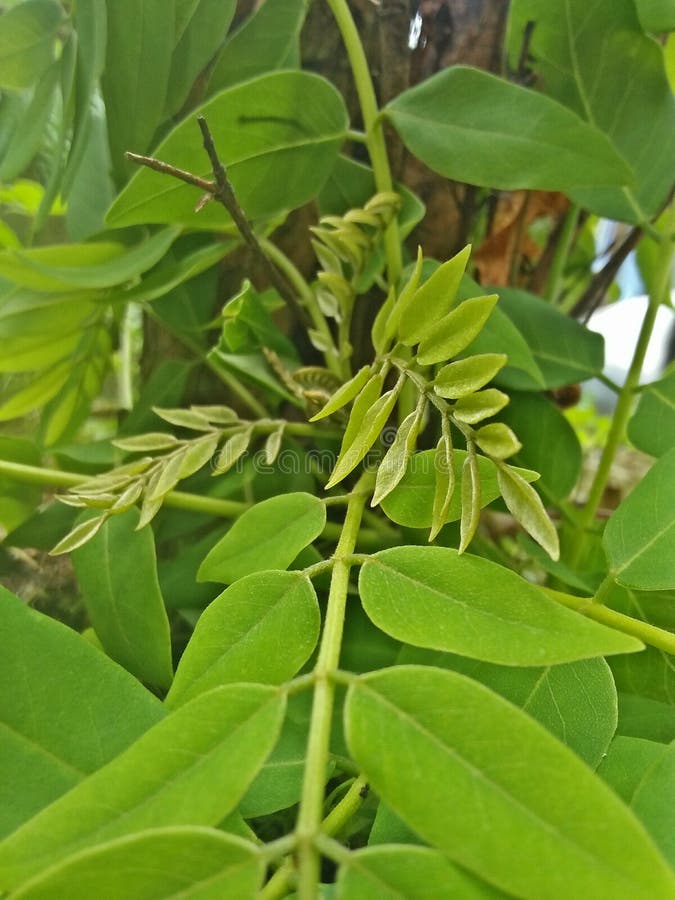 Moringa Leaf Plant from Indonesia Which Has Many Benefits and Contains ...