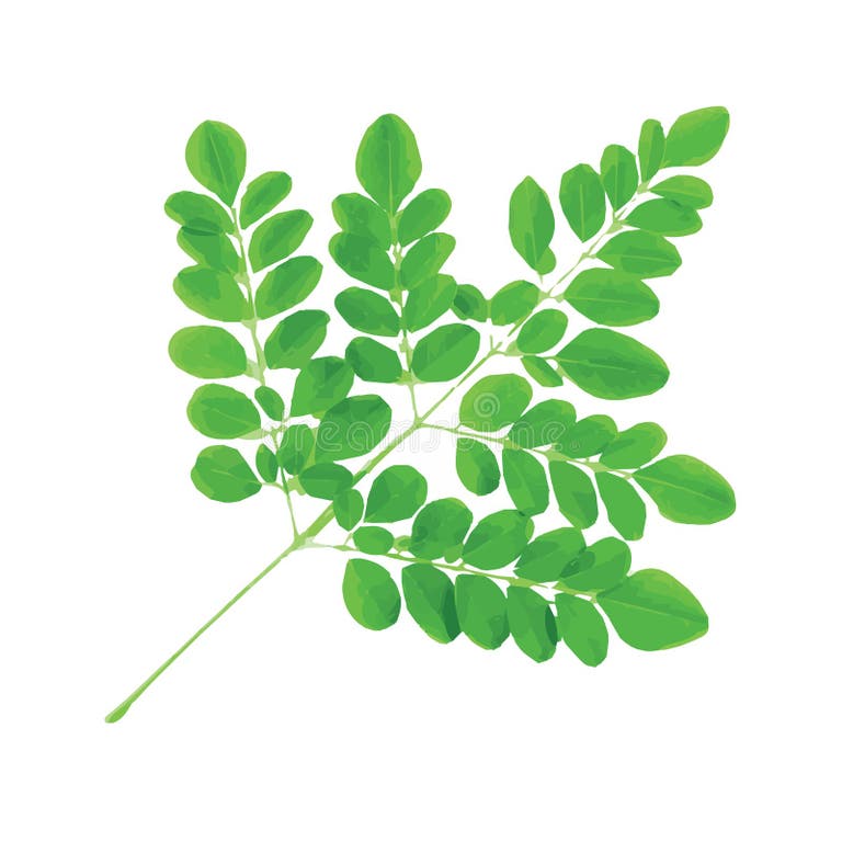 Moringa Line Art Stock Illustrations – 111 Moringa Line Art Stock ...